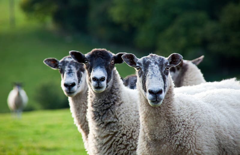 Three Sheep in a Row - Focus on the Right Sheep Stock Photo - Image of ...