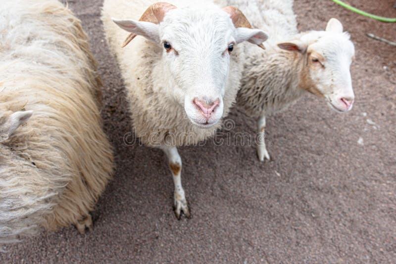 A Three Sheep Standing Close Together. One of the Sheep Has Small Horns ...