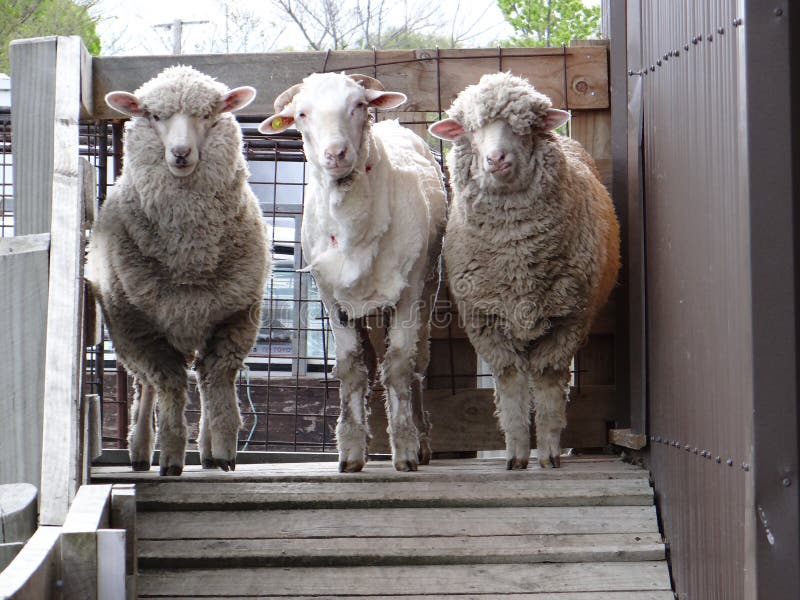 Three Sheep stock image. Image of three, sheep, standing - 80295007