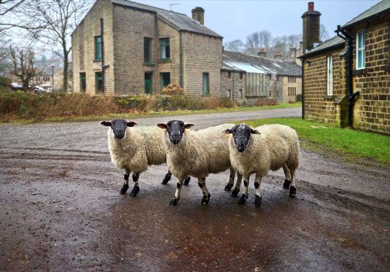 Three sheep stock image. Image of sheep, grass, irelanduk - 83212207