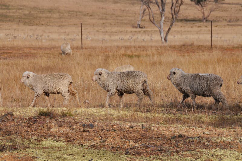 Three Sheep Walking in a Row in a Dry Farm Paddock Stock Image - Image ...