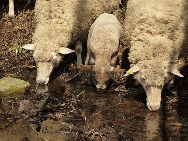 912 Sheep Drinking Water Stock Photos - Free & Royalty-Free Stock ...