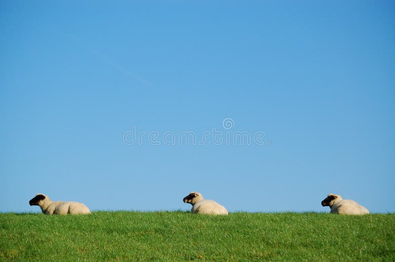 Three sheeps stock image. Image of wool, hoofed, head - 7322813