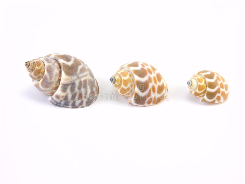 Three Sea Shells on Top of Each Other Stock Photo - Image of ridges ...