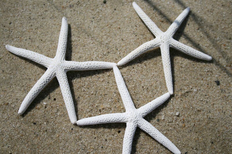 Three Sea Shells on Top of Each Other Stock Photo - Image of ridges ...
