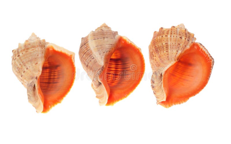 Three Shells Picture. Image: 4965759