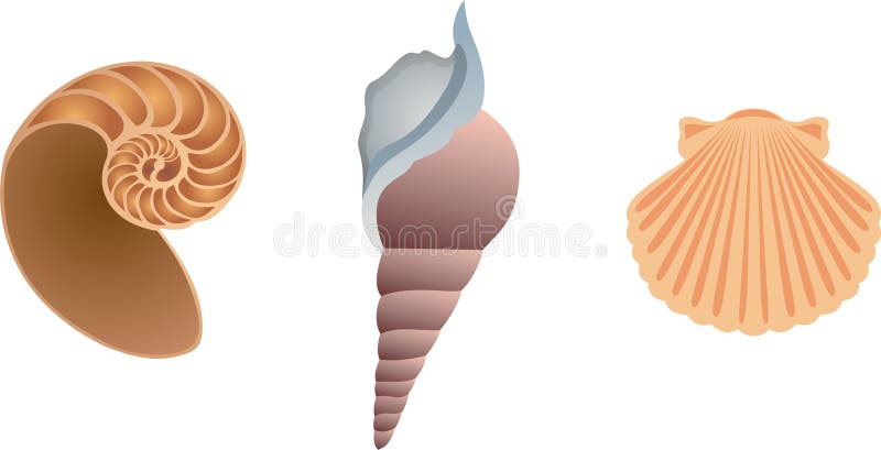 Three shells stock vector. Illustration of ocean, pearl - 9044368