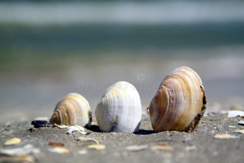 Three shells on a beach . stock photo. Image of marine - 59160914