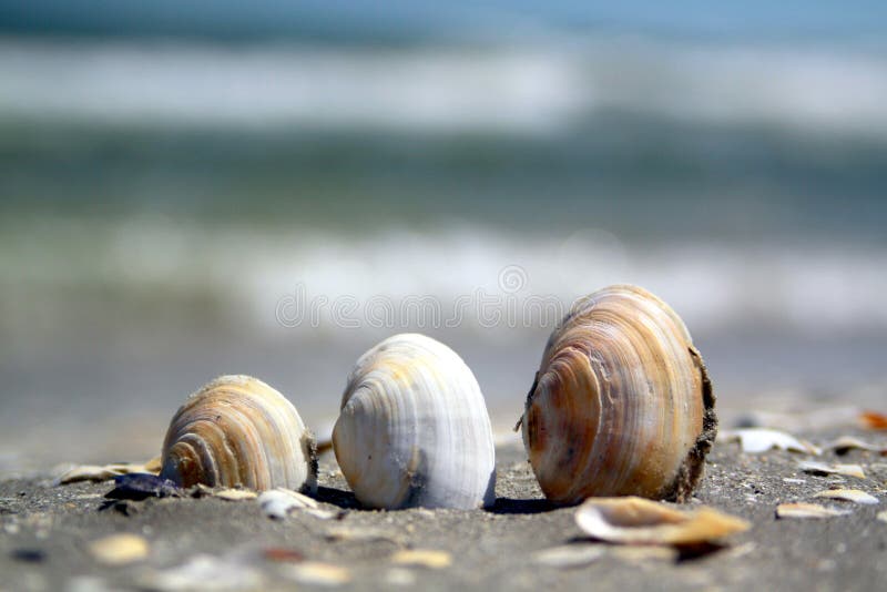 Three Shells at the Beach stock image. Image of grey, tres - 203571