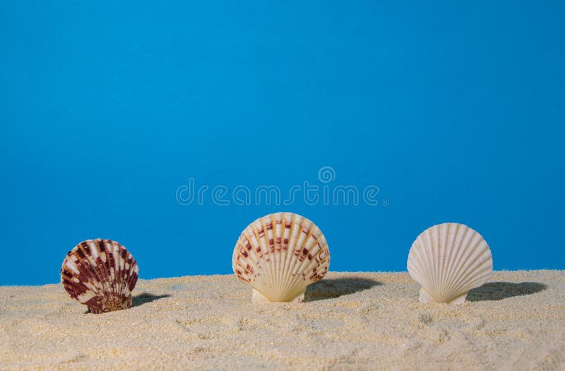 Three Sea Shells on Top of Each Other Stock Photo - Image of ridges ...