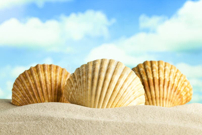 Three shells on the beach stock photo. Image of nature - 94742962
