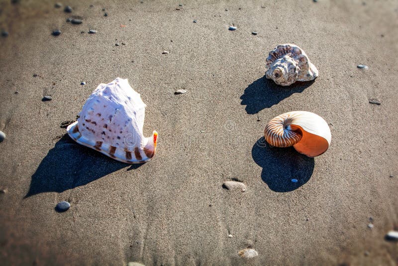 Three Shells on the Beach stock photo. Image of paradise - 61380194