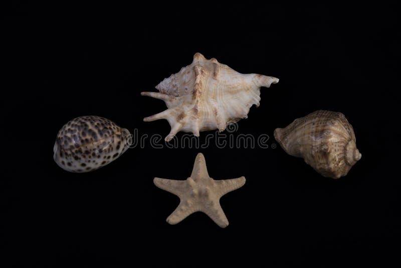 Three Sea Shells on Top of Each Other Stock Photo - Image of ridges ...