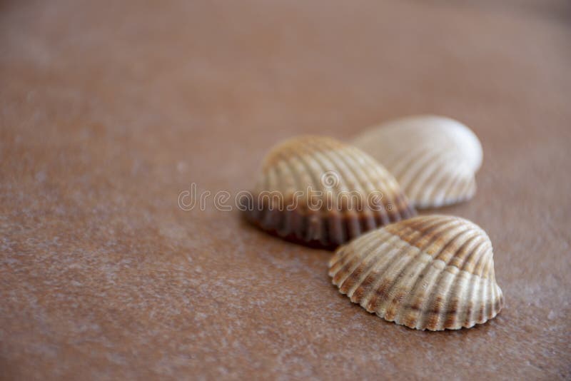 Three Shells with Brown Spots Stock Photo - Image of close, vacation ...