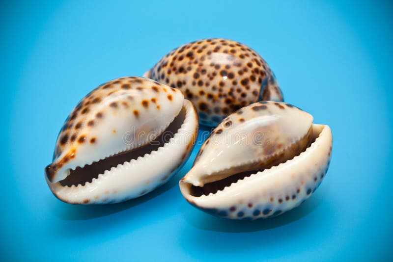 Sea Shell with Spots and Spikes Stock Image - Image of nature ...
