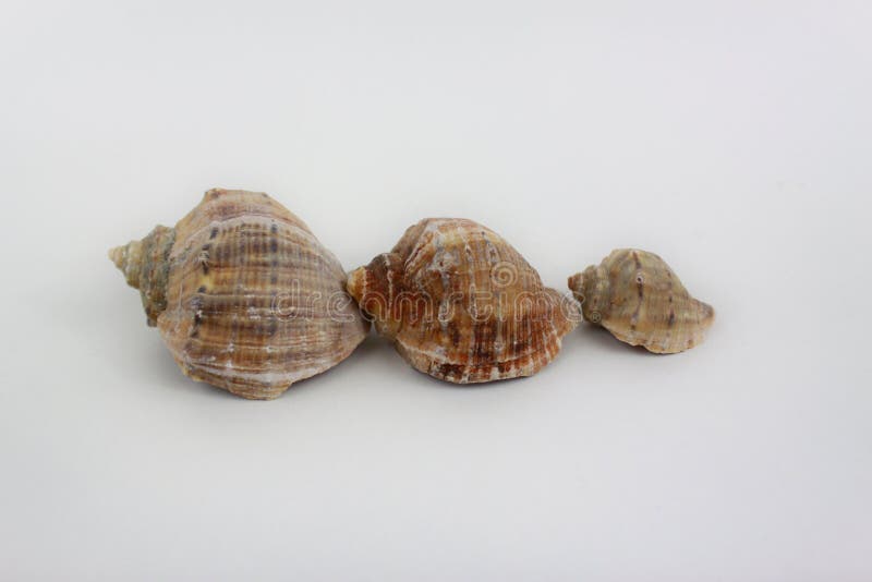 Three Sea Shells on Top of Each Other Stock Photo - Image of ridges ...