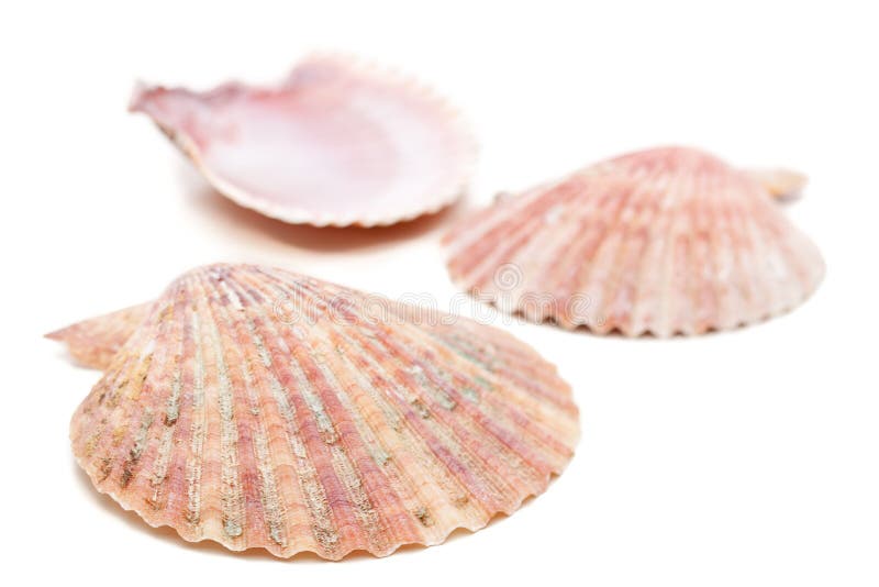 Three Sea Shells on Top of Each Other Stock Photo - Image of ridges ...