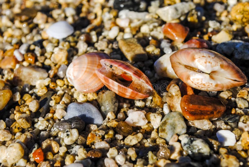 Three Sea Shells on Top of Each Other Stock Photo - Image of ridges ...