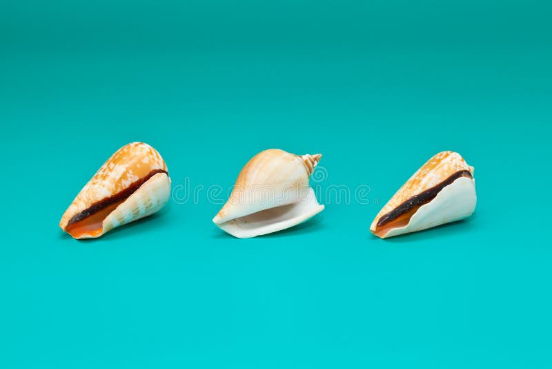 Three Shells with Brown Spots Stock Photo - Image of close, vacation ...