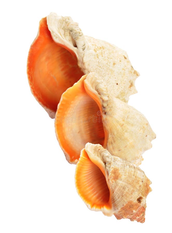 Three Sea Shells on Top of Each Other Stock Photo - Image of ridges ...