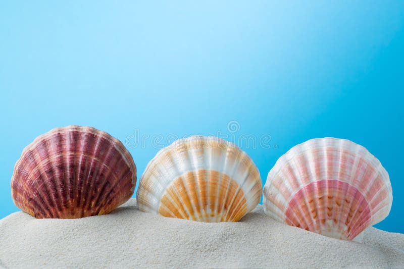 Three Sea Shells on Top of Each Other Stock Photo - Image of ridges ...