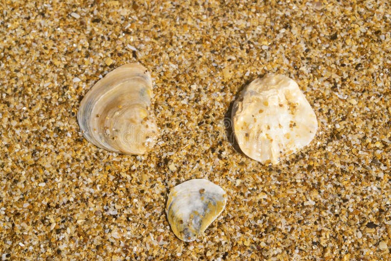 Three Sea Shells on Top of Each Other Stock Photo - Image of ridges ...