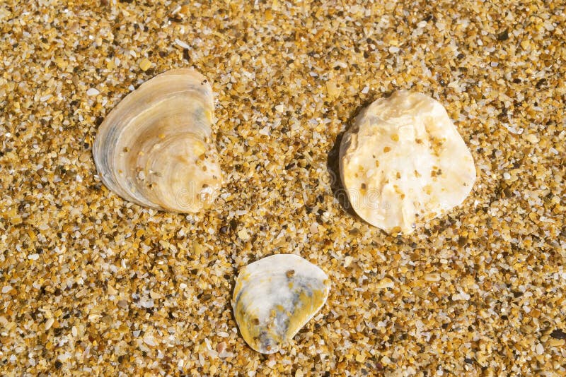 Three Shells on the Sand Closeup. Background Image Stock Photo - Image ...