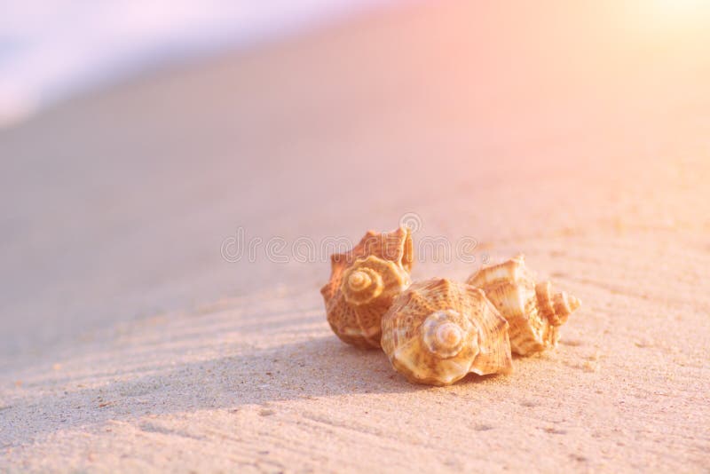 Three Sea Shells on Top of Each Other Stock Photo - Image of ridges ...
