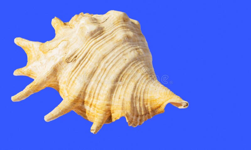 Three Shells of Sea Molluscs Isolate on a Blue Background Stock Photo ...