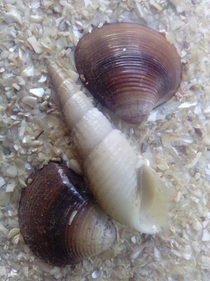 Three Sea Shells on Top of Each Other Stock Photo - Image of ridges ...