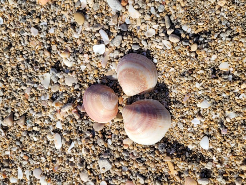 Three Sea Shells on Top of Each Other Stock Photo - Image of ridges ...