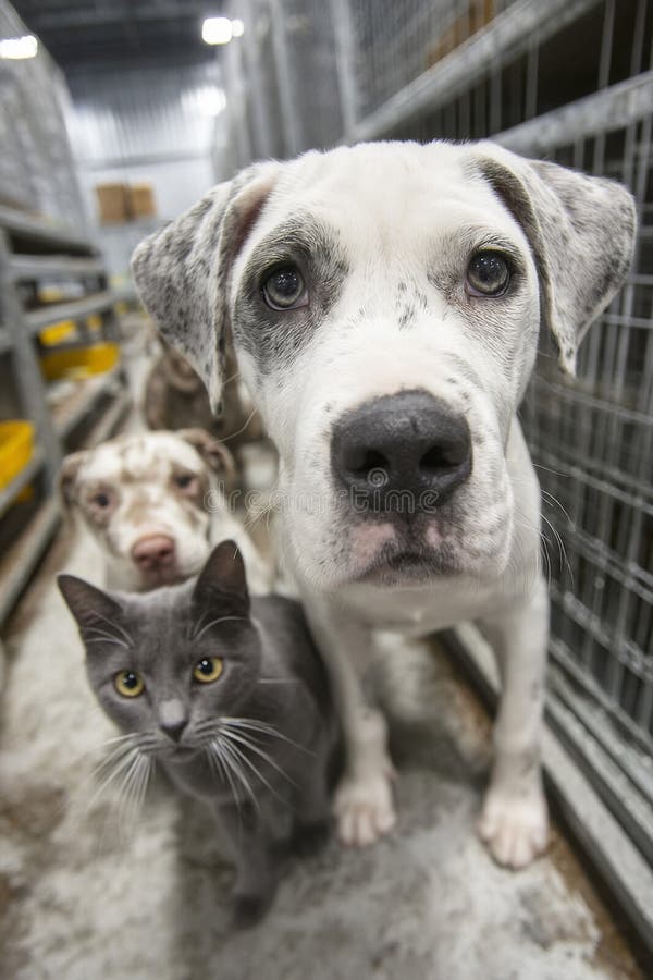 Three Shelter Pets: White Dog, Brown Dog, and Grey Cat Stock Illustration - Illustration of ...