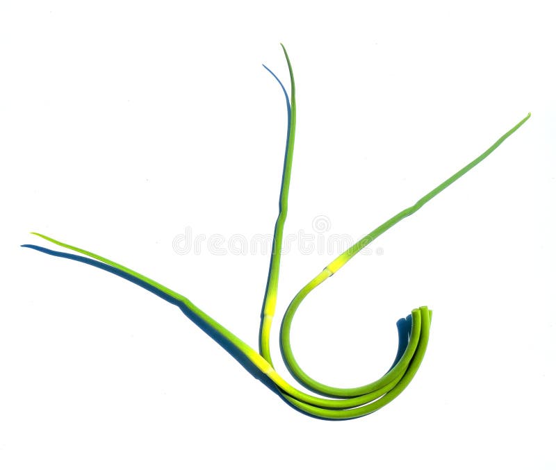Three Shoots of Green Garlic Isolated on White Background. Stock Photo ...