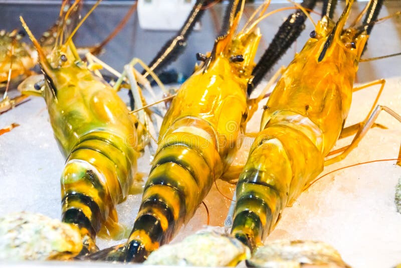 Three shrimp on ice stock image. Image of shrimpyellow - 117986219
