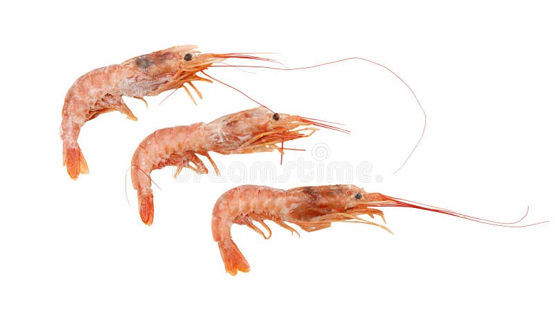Three Shrimp are Shown in a Row, with One of Them Being the Largest ...