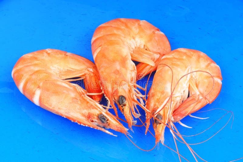 Three shrimps stock image. Image of orange, cooked, prawn - 985191