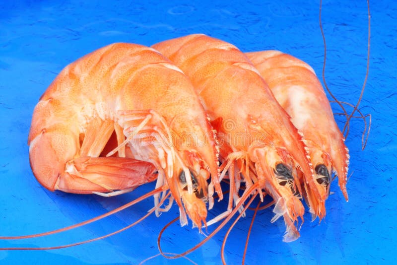 Three shrimps stock image. Image of orange, cooked, prawn - 985191