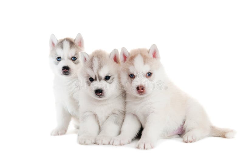 Three Siberian Husky Puppy Isolated Stock Photo - Image of malamute ...