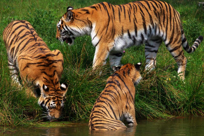 Three Siberian tigers stock photo. Image of feline, extinct - 9809380