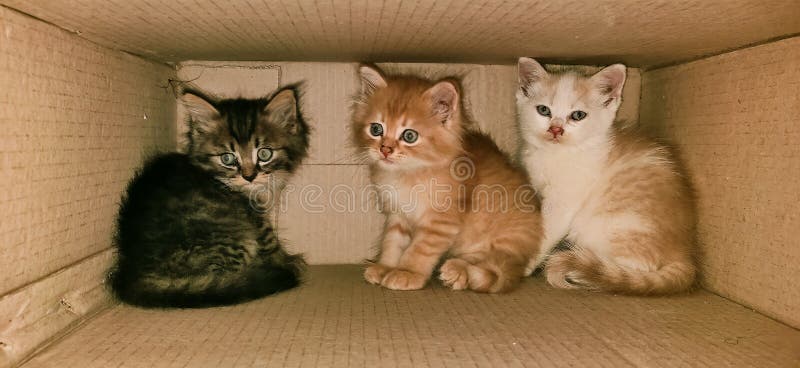 Three Siblings of Cats of Different Colors Stock Image - Image of ...