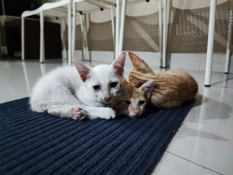 Three Siblings Cats on the Floor Stock Image - Image of three, siblings ...