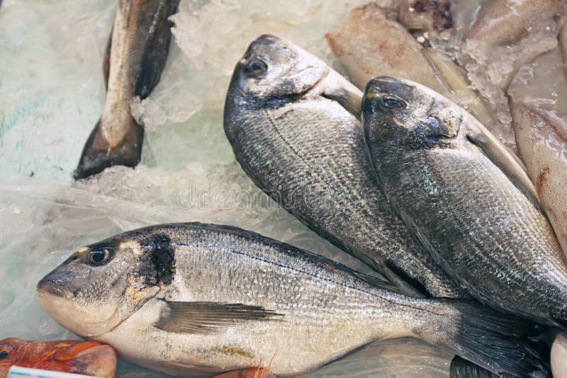 Silver Sea Breams Fish Closeup Stock Photo - Image of marine ...