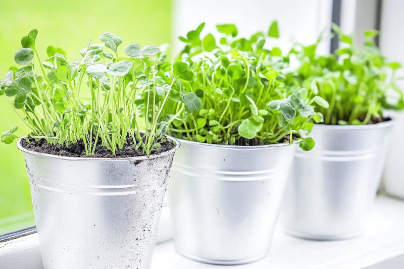Three Silver Pots with Fresh Microgreens Growing on a Sunlit Windowsill ...
