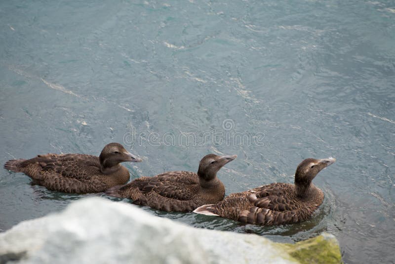 Three Similar Ducks Swimming in a Row Stock Image - Image of blue ...