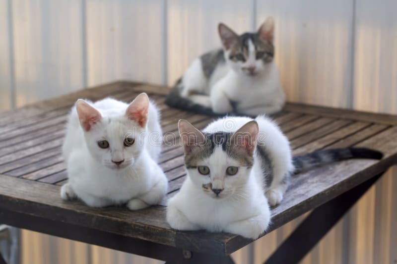 Three Sister Cats Sitting Together Stock Image - Image of kitten ...
