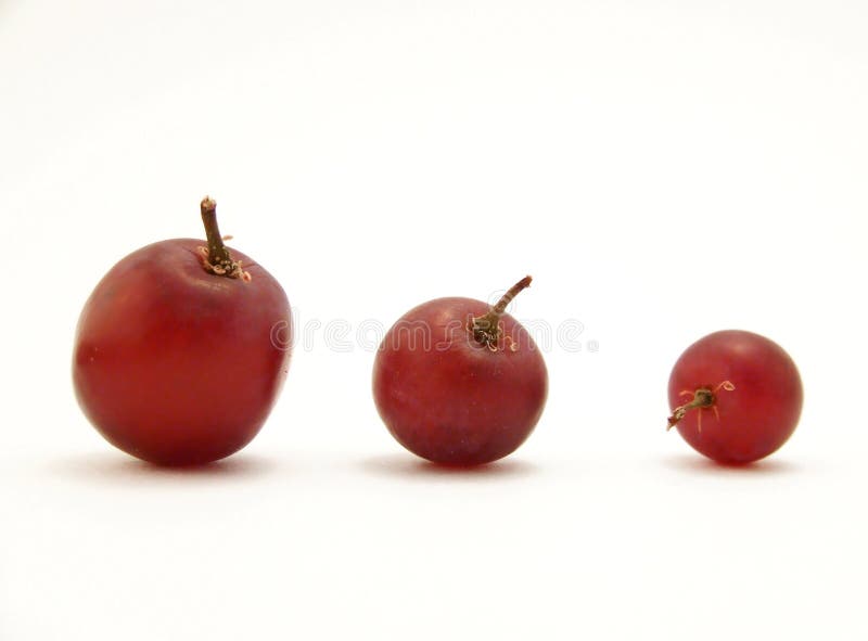 Three Sizes of Grapes on White Stock Photo - Image of healthy, group ...