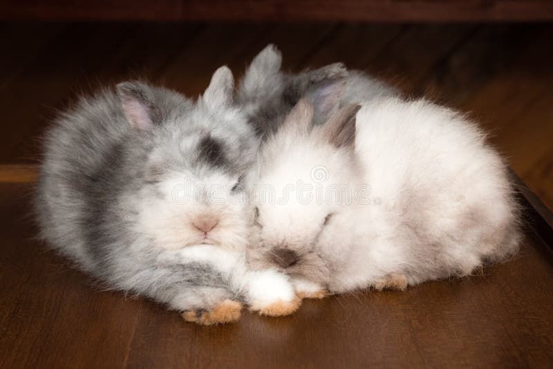 492 Sleeping Rabbits Stock Photos - Free & Royalty-Free Stock Photos ...
