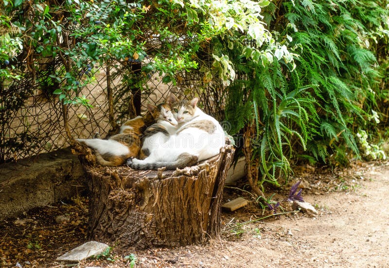 Three sleepy cats on stump stock image. Image of backyard - 45787773