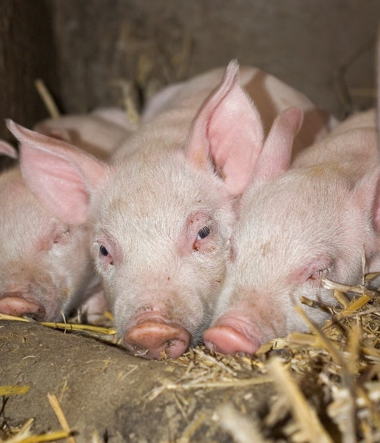 Two Cute Piglets stock photo. Image of contact, farm, friendly - 6106852