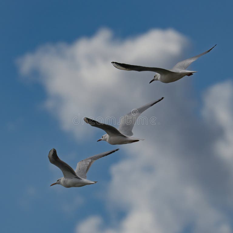 Three Slender Billed Gulls in Flight Stock Image - Image of israel ...